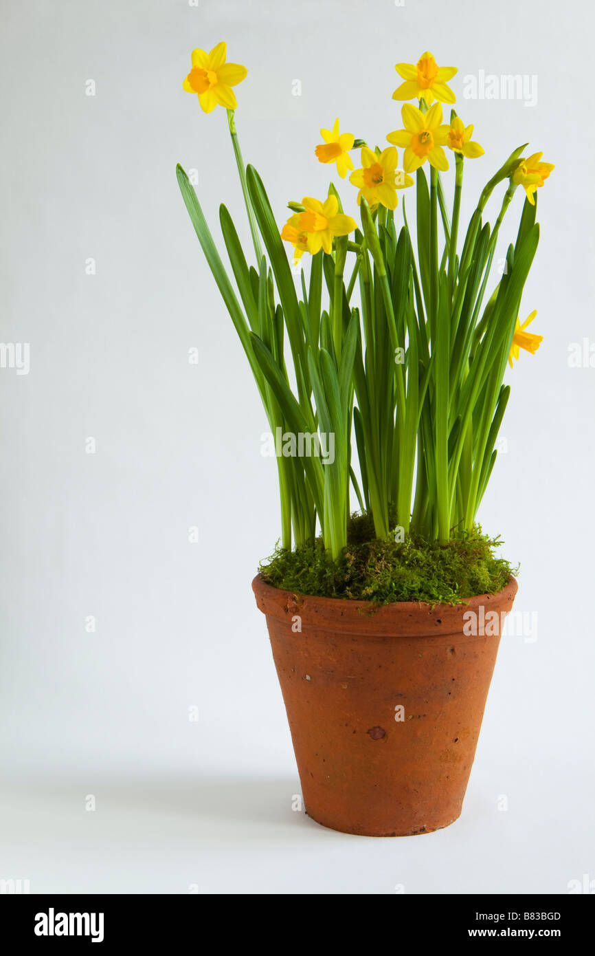 A group of daffodils flowering in a terracotta pot Stock Photo - Alamy