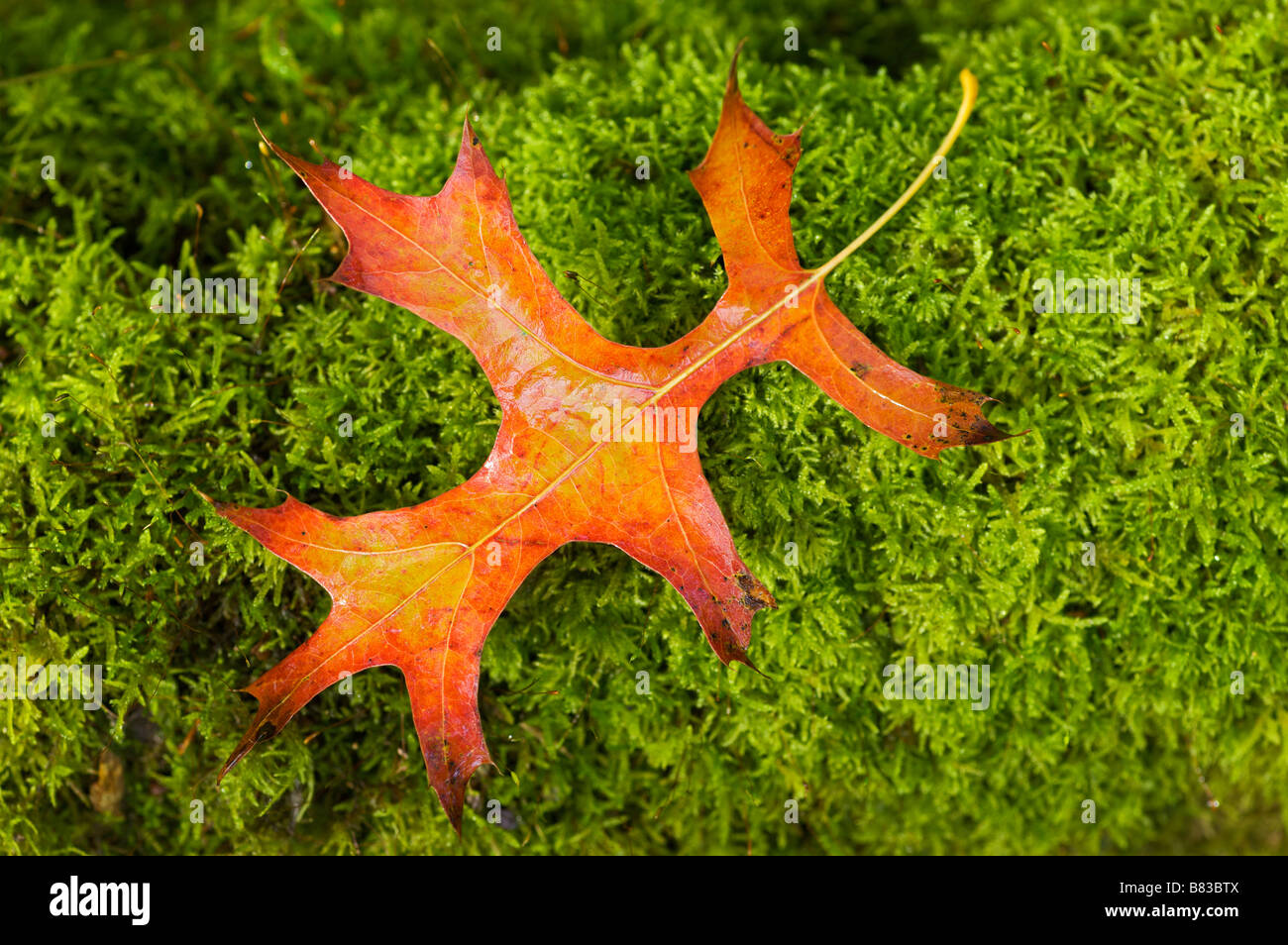 Quercus palustris hi-res stock photography and images - Alamy
