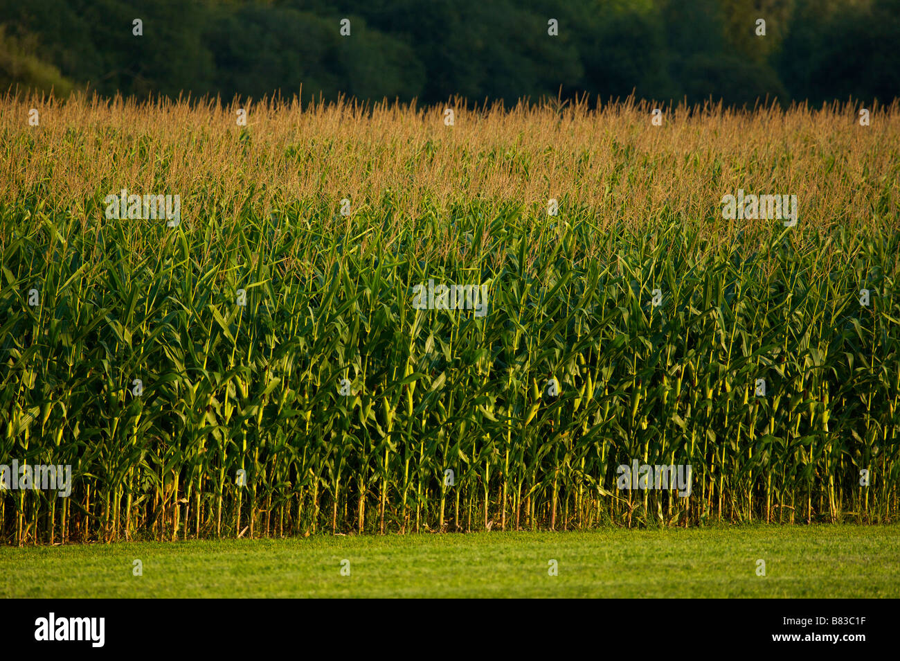 Landes france hi-res stock photography and images - Alamy