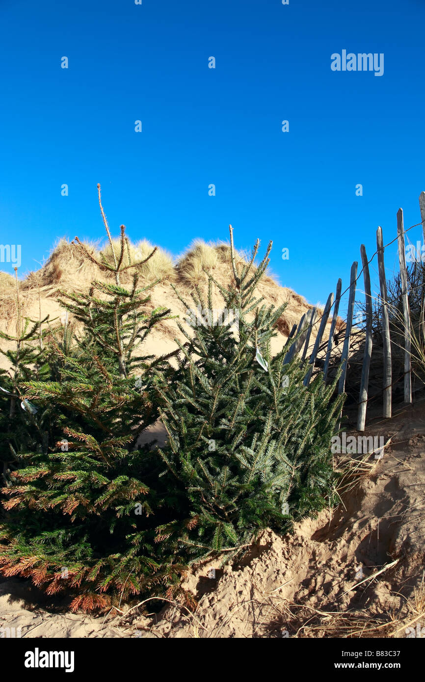 Christmas Tree Recycling High Resolution Stock Photography and Images ...