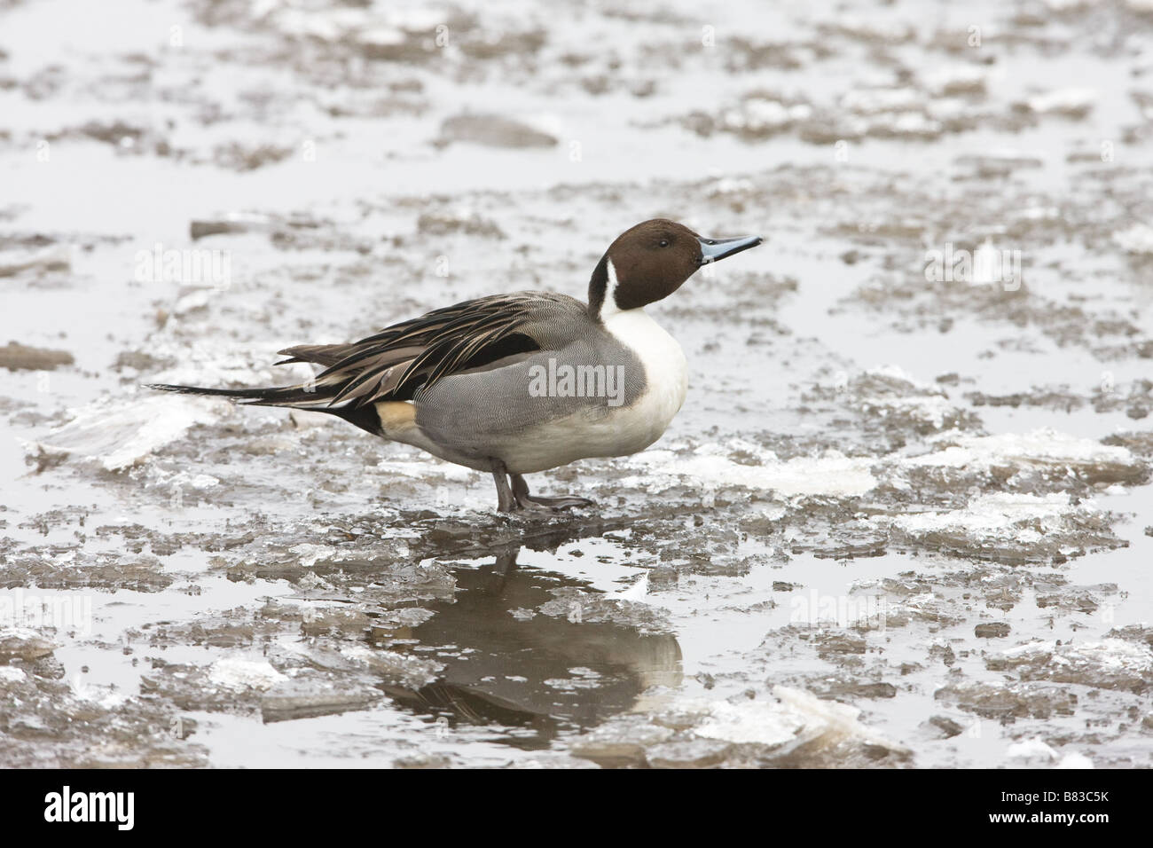 Adult pintail hi-res stock photography and images - Alamy