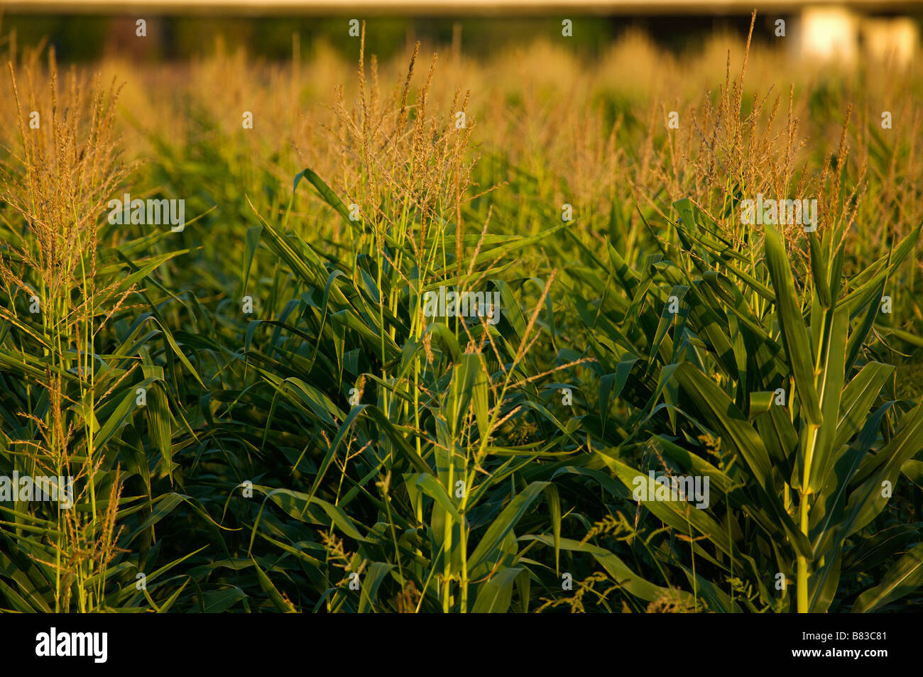 Corn fiel in Landes France Stock Photo - Alamy