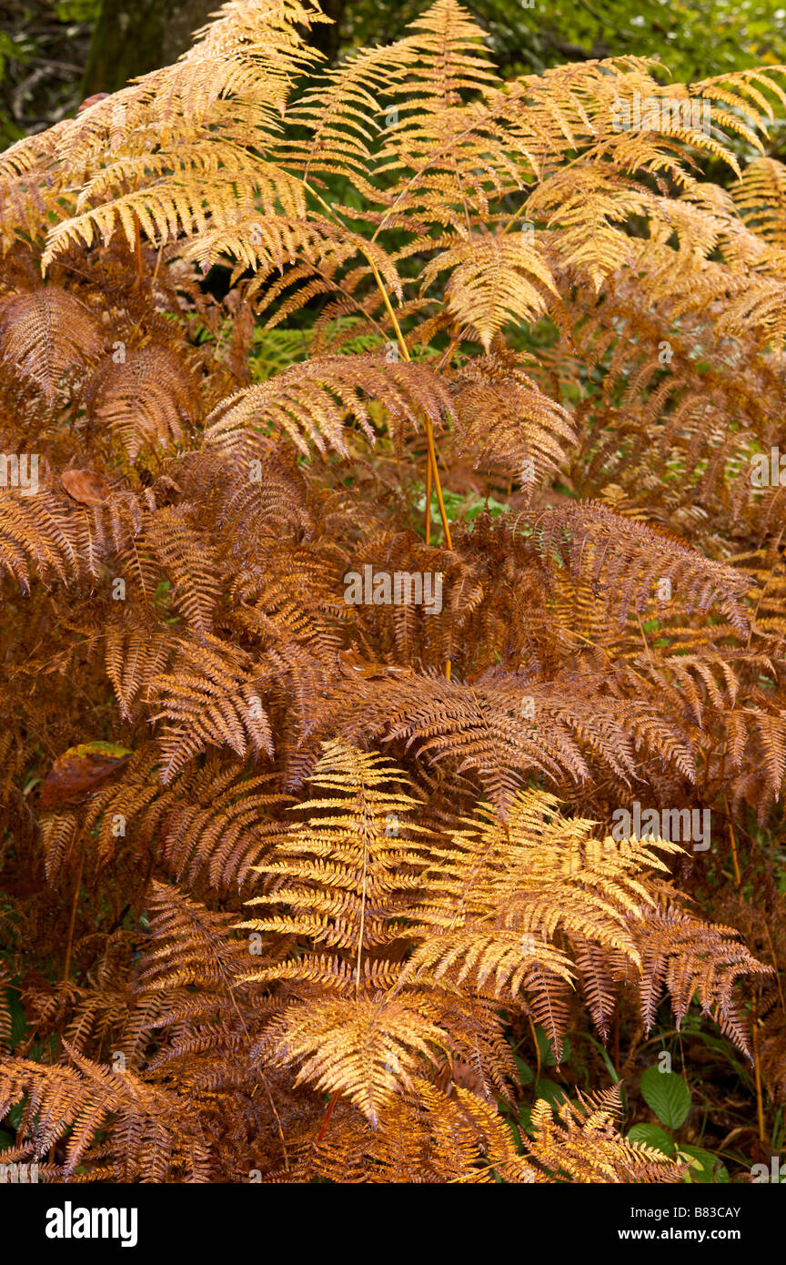 French fern hi-res stock photography and images - Alamy