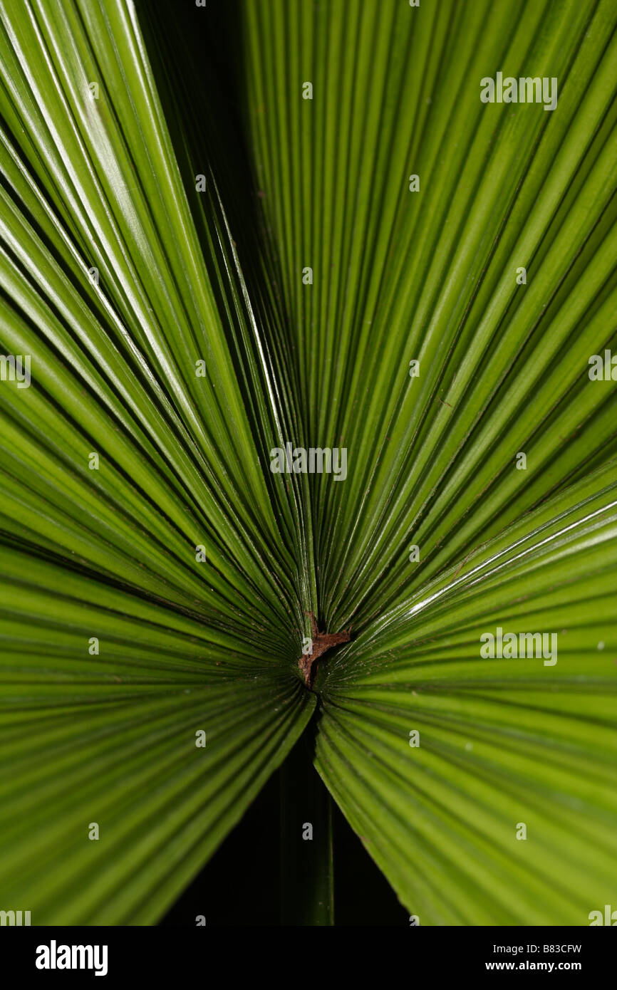 Stylish photograph of a leaf Stock Photo - Alamy
