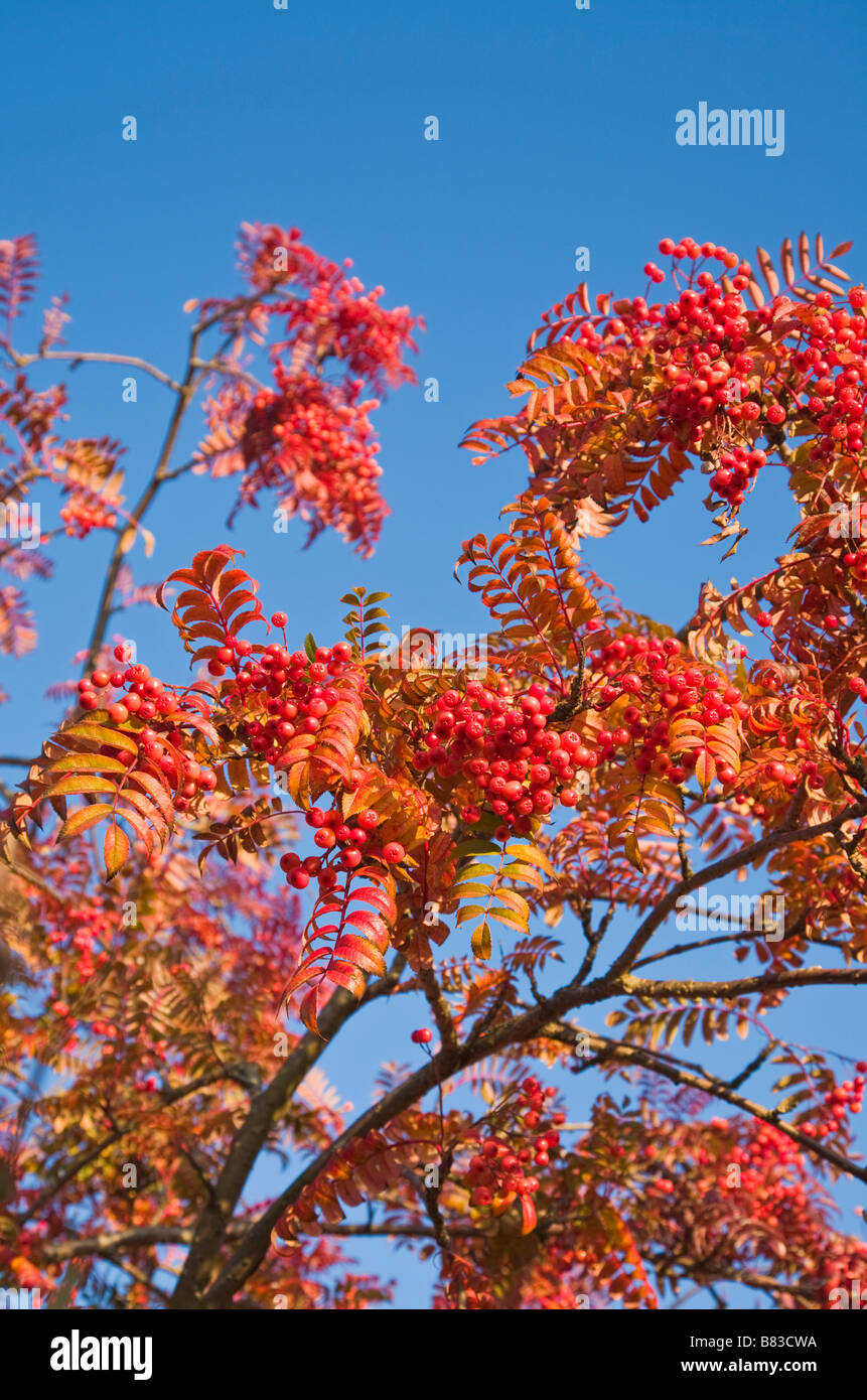 Rowan tree hi-res stock photography and images - Alamy