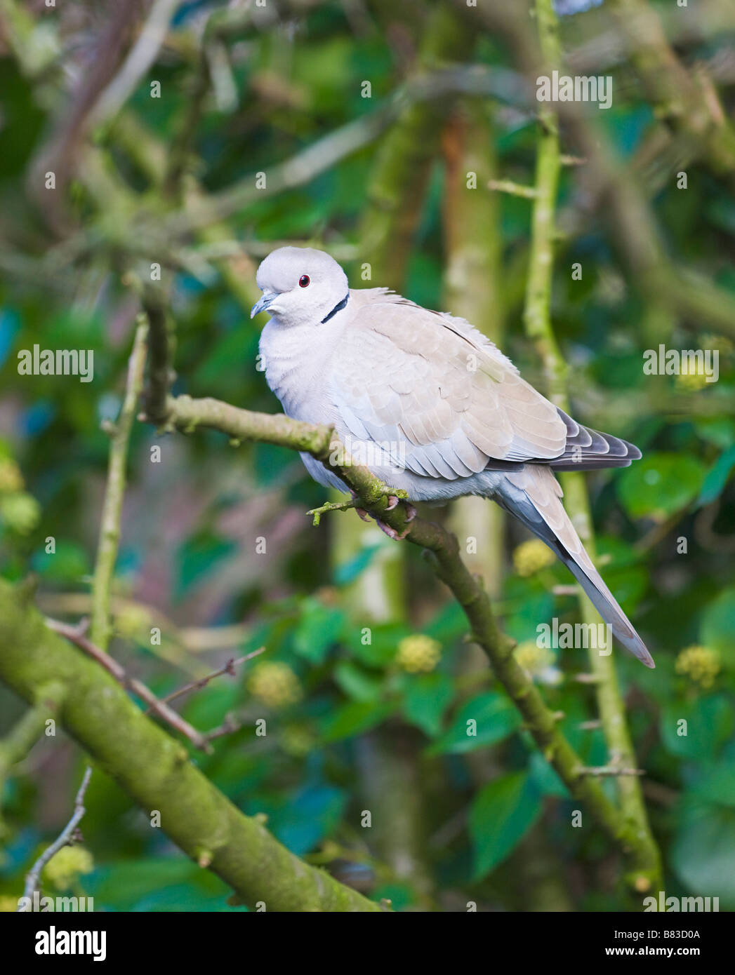 Collared dove in tree Stock Photo - Alamy