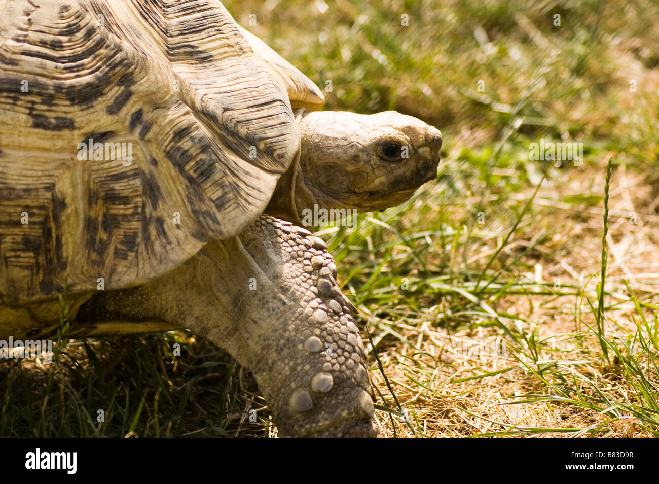 A tortoise walking on grass Stock Photo - Alamy