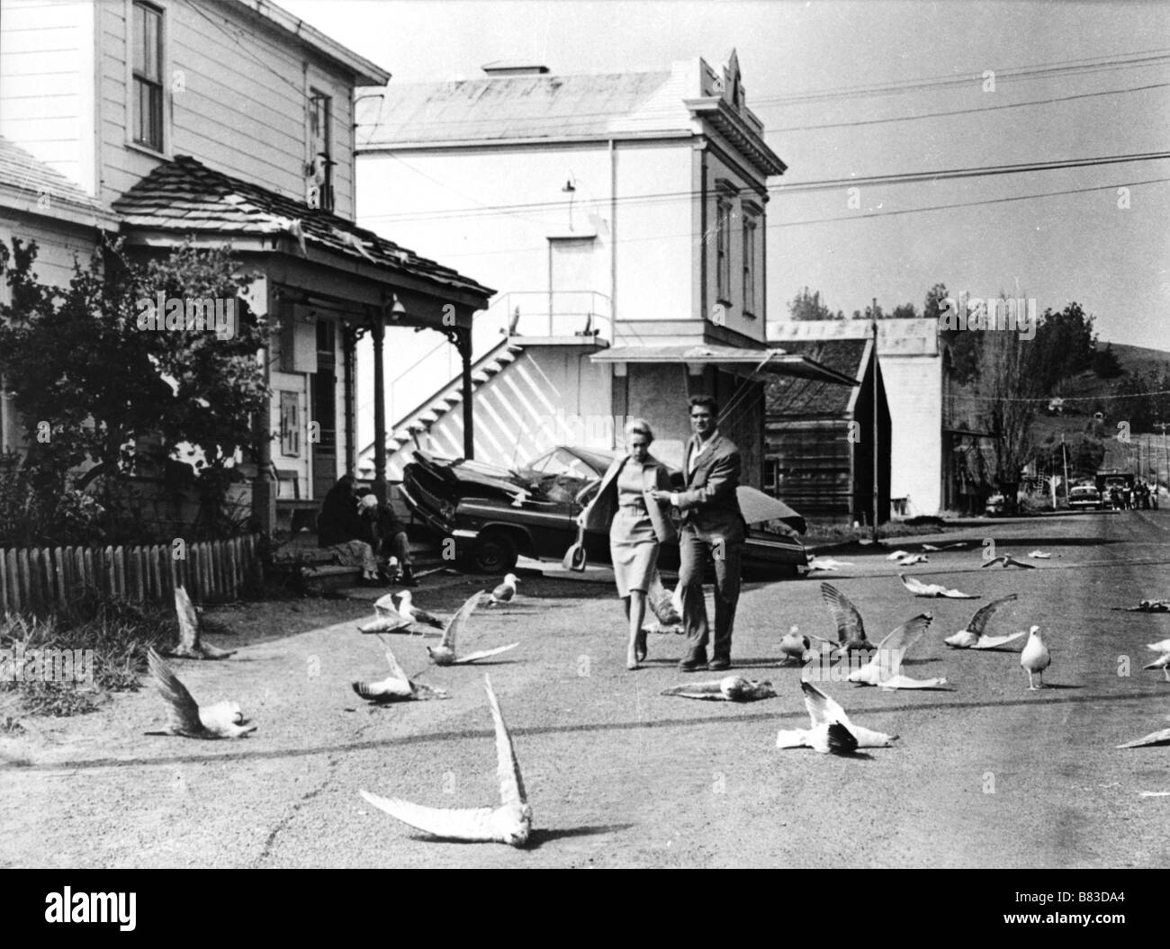 Dead birds 1963 hi-res stock photography and images - Alamy