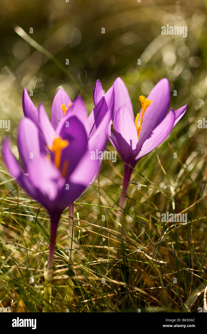 Plant purple autumn crocus hi-res stock photography and images - Alamy