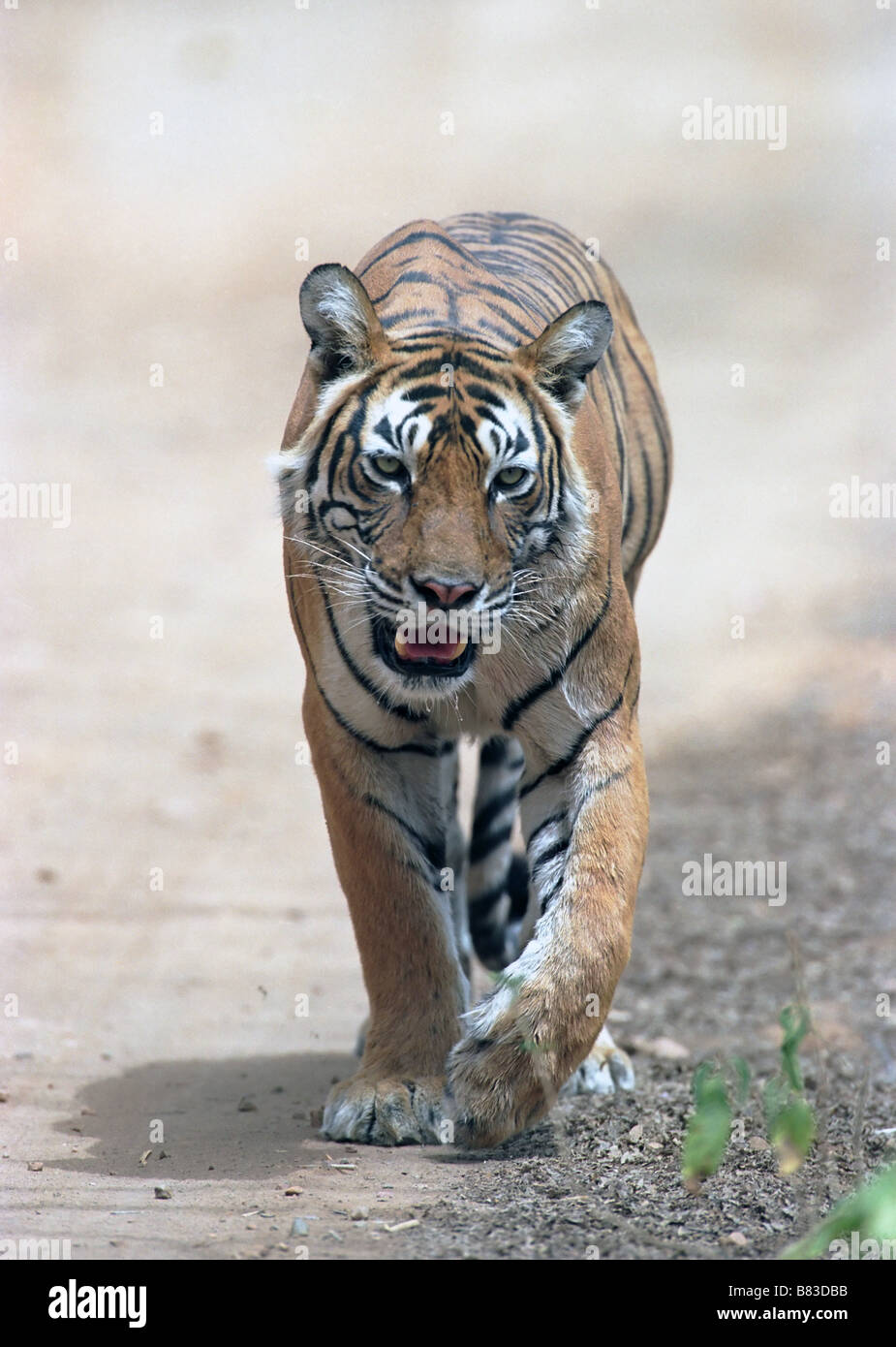 Bengal tigers running hi-res stock photography and images - Alamy