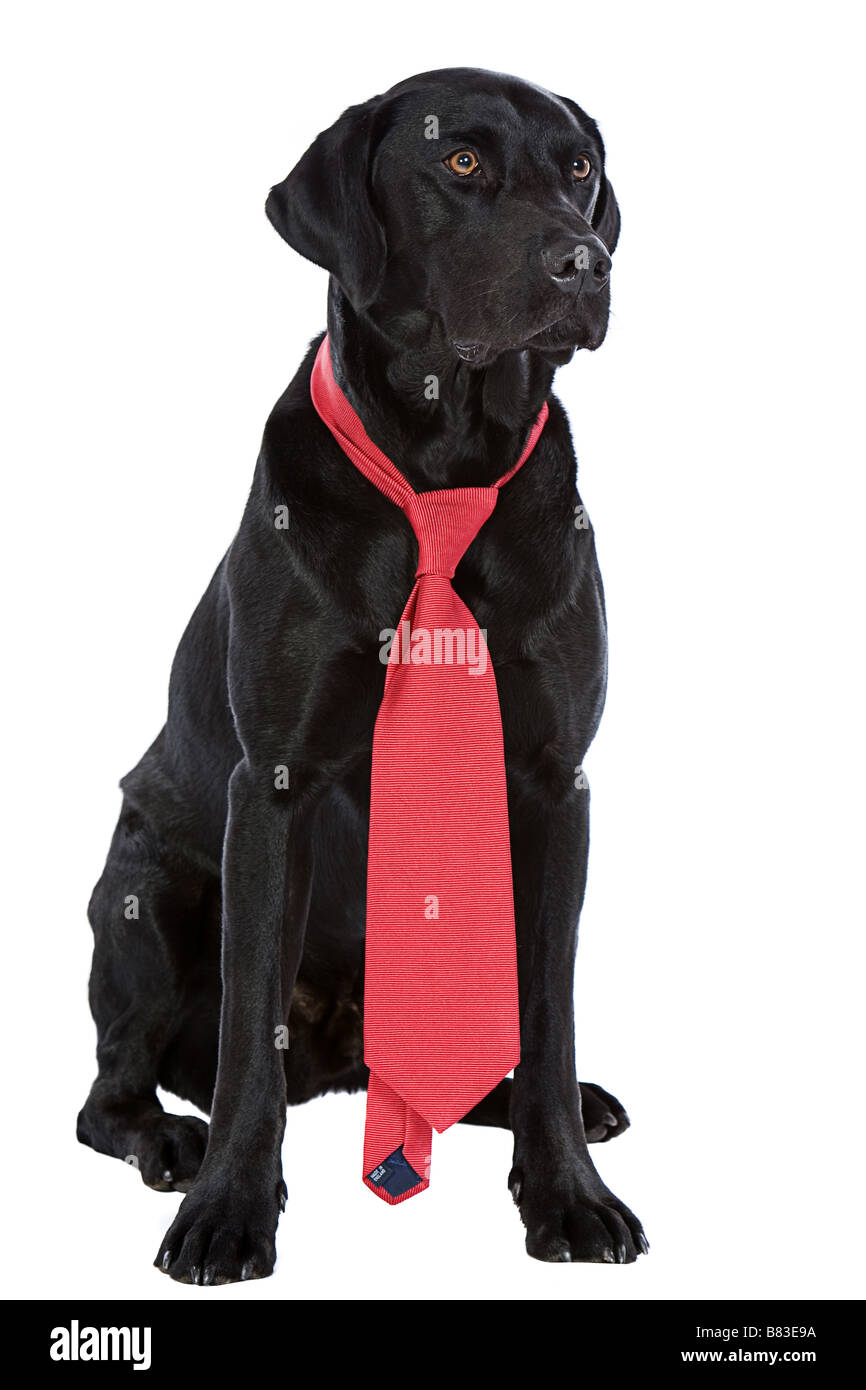 Studio Shot of a Black Labrador in Red Tie Stock Photo - Alamy