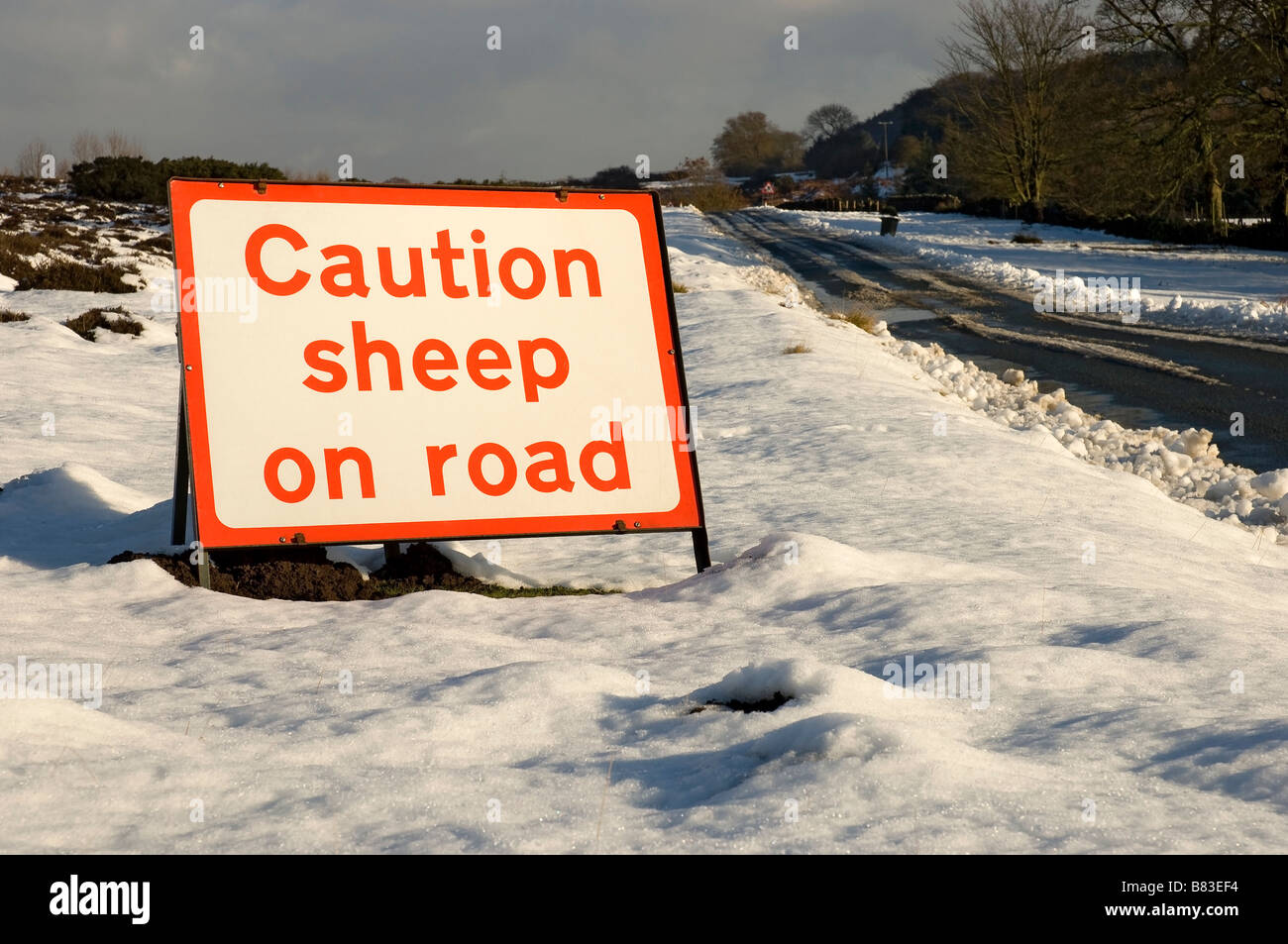 Road traffic sign warning sheep hi-res stock photography and images - Alamy