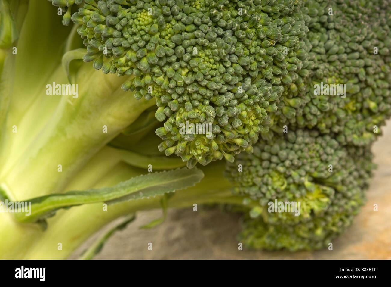 Vegetable plant brocolli hi-res stock photography and images - Alamy