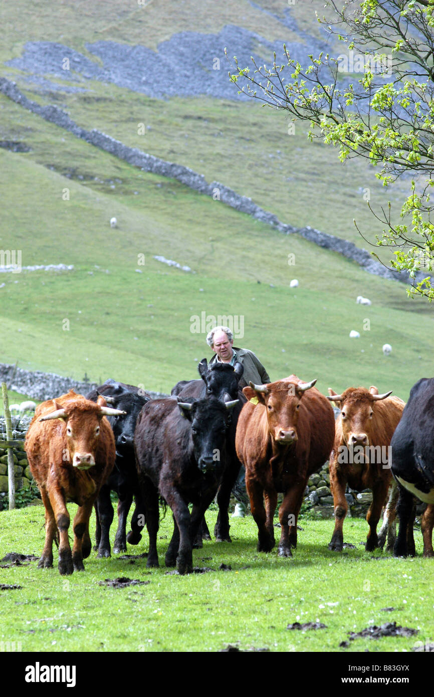 Cattle castle hi-res stock photography and images - Alamy