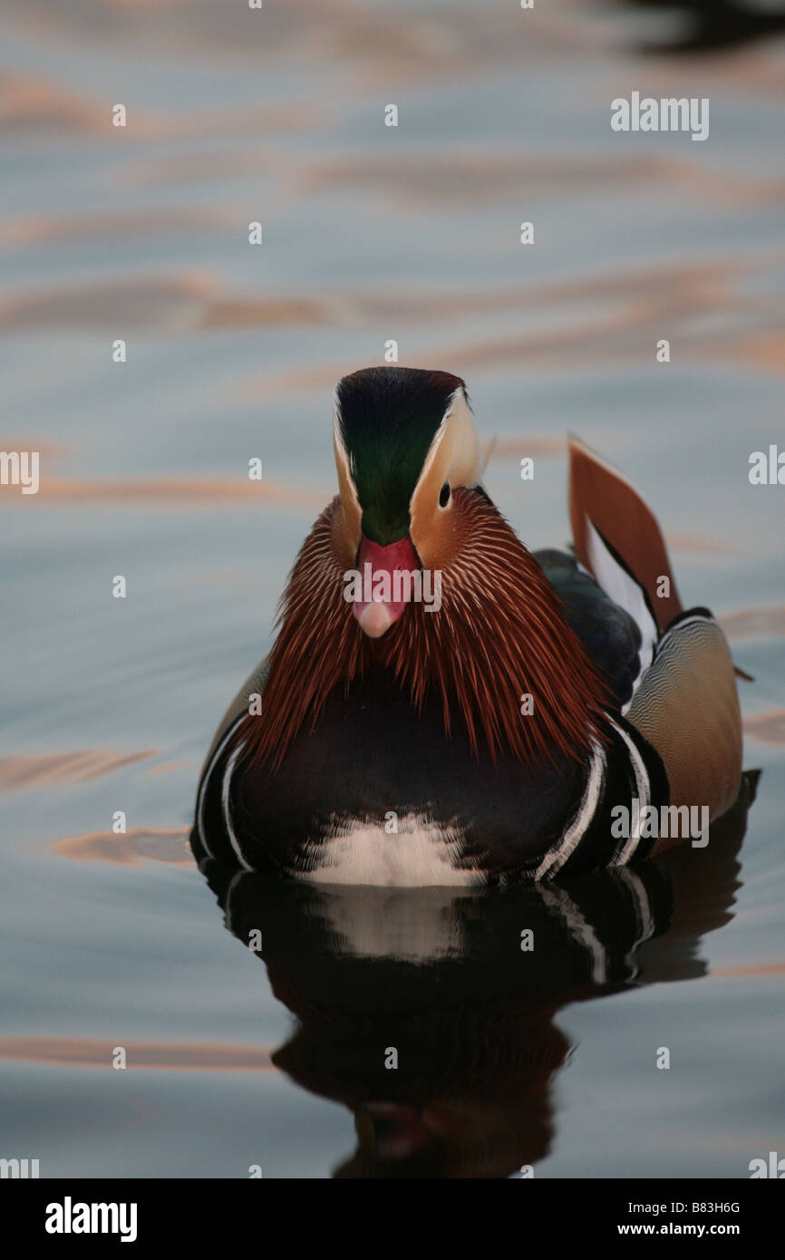 Mandarin Duck Aix sponsa Stock Photo - Alamy