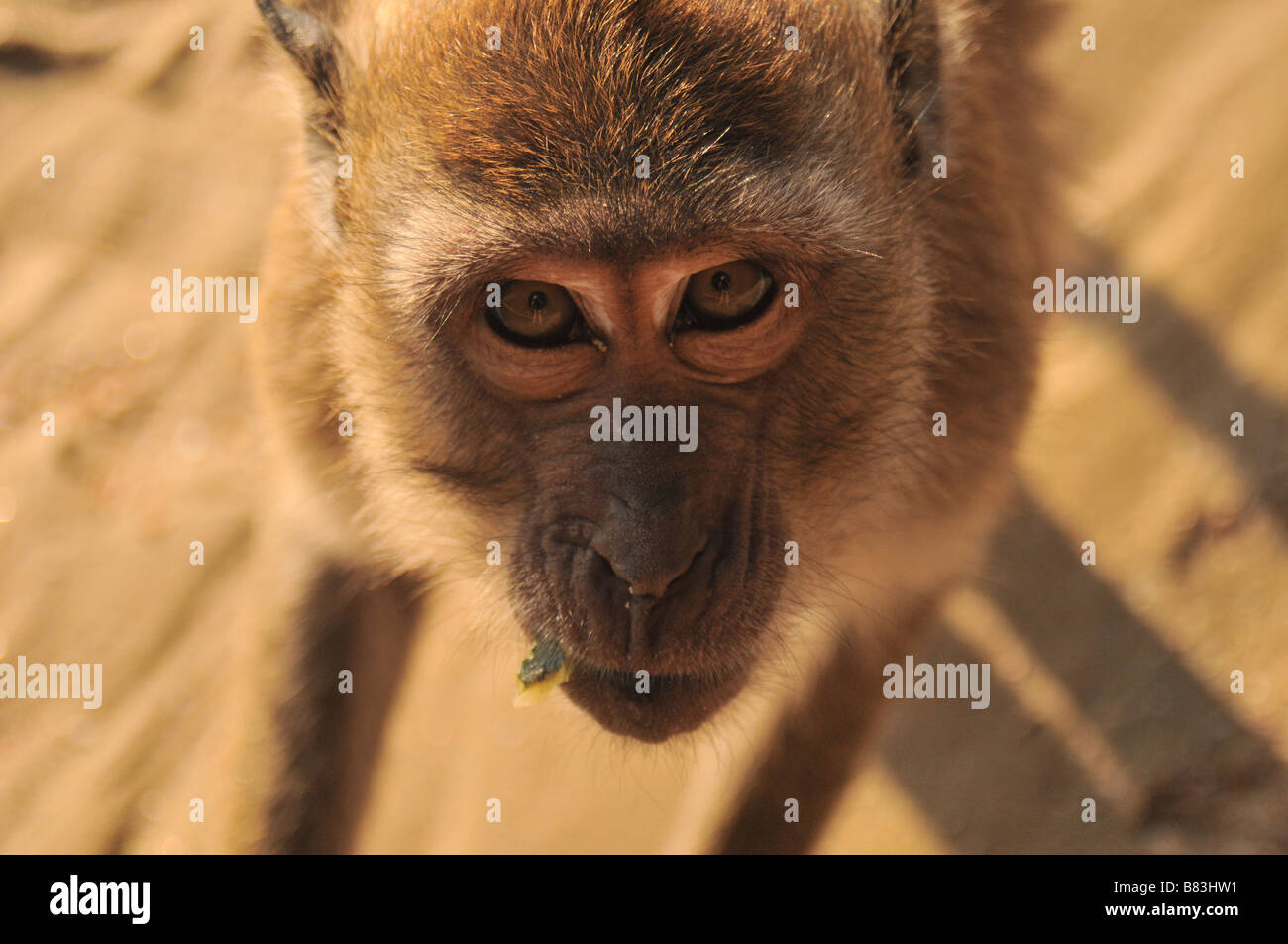 Long-Tailed Macaque Monkey's face Stock Photo - Alamy