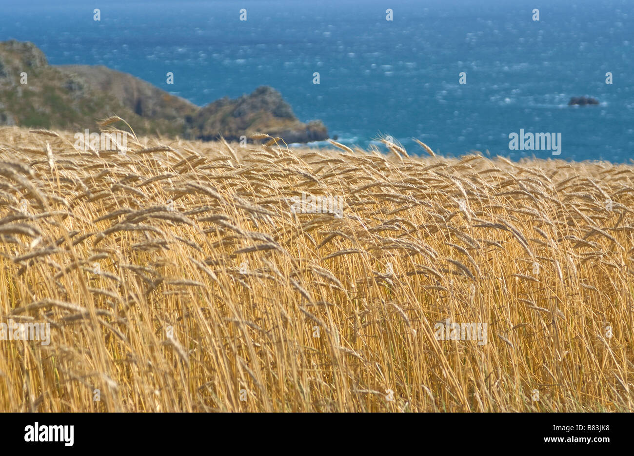 Wheat blowing in the wind hi-res stock photography and images - Alamy