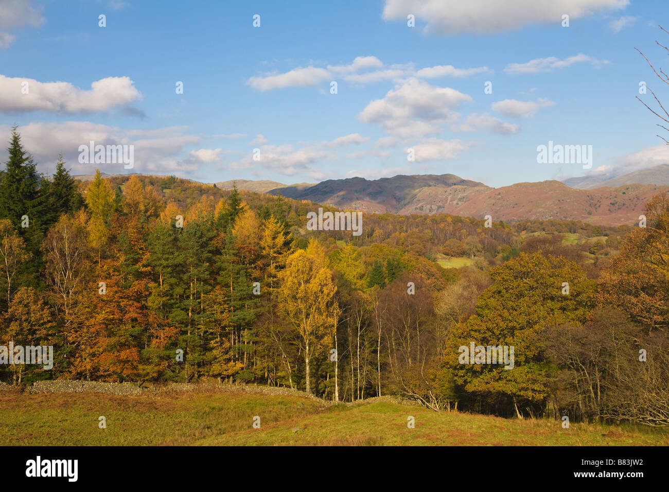Deciduous forest hi-res stock photography and images - Alamy