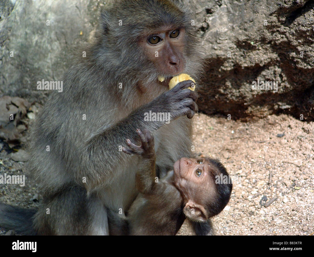 Chimp feeding baby hi-res stock photography and images - Alamy