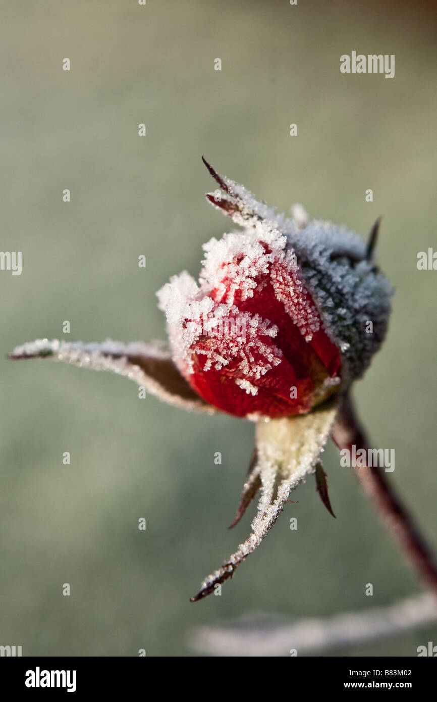 Frosty rose hi-res stock photography and images - Alamy