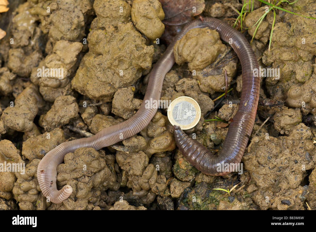 Earthworm hi-res stock photography and images - Alamy