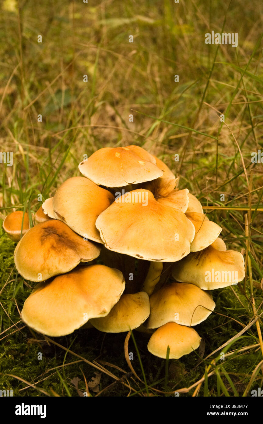 Mushrooms in damp grass hi-res stock photography and images - Alamy