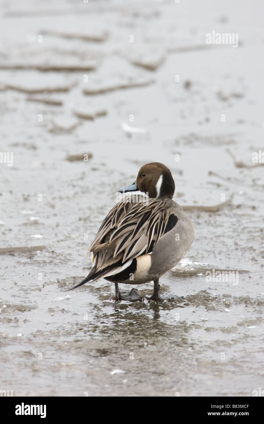 Adult pintail hi-res stock photography and images - Alamy