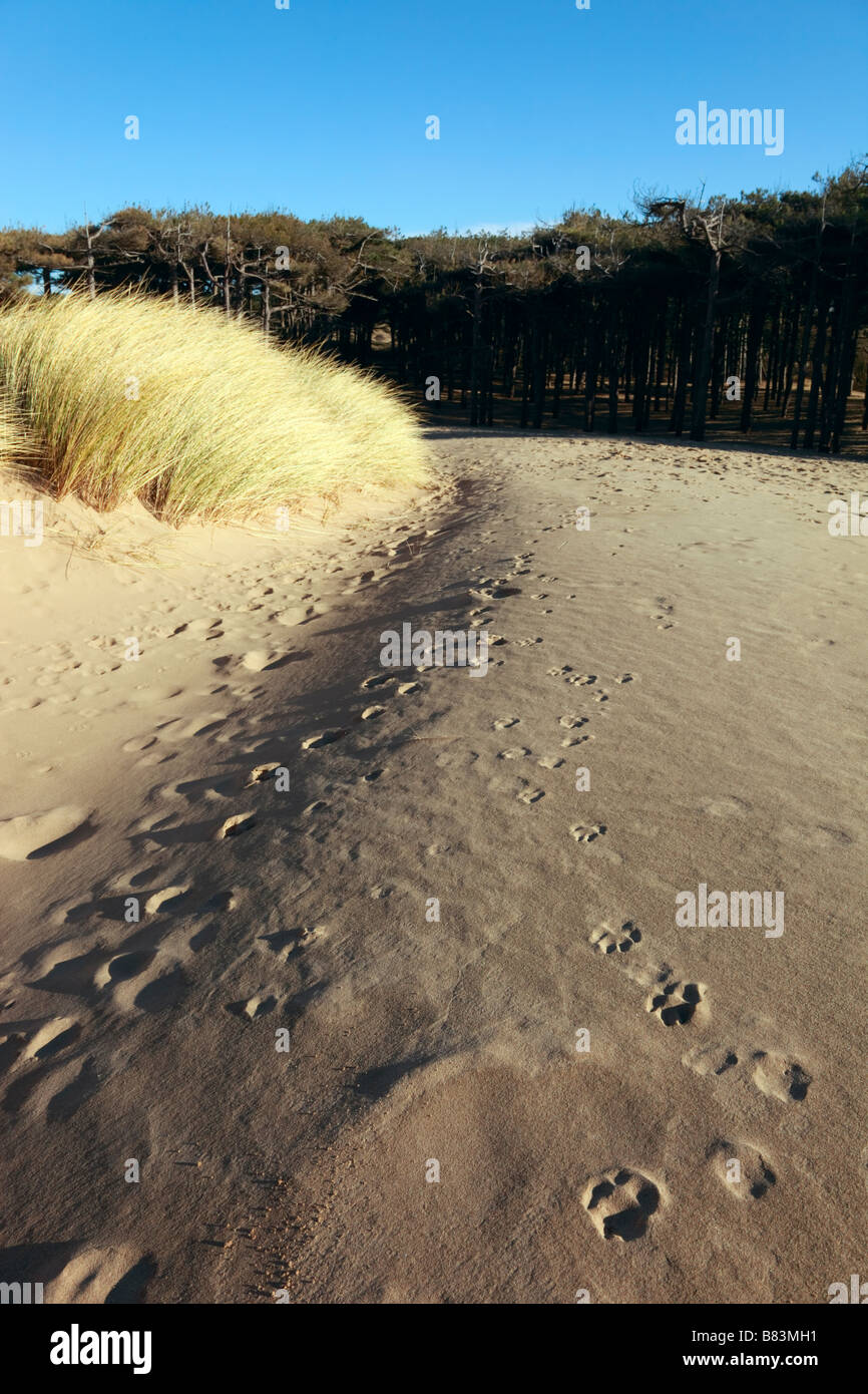 Sand dunes and pine woodlands at Formby Point Stock Photo - Alamy