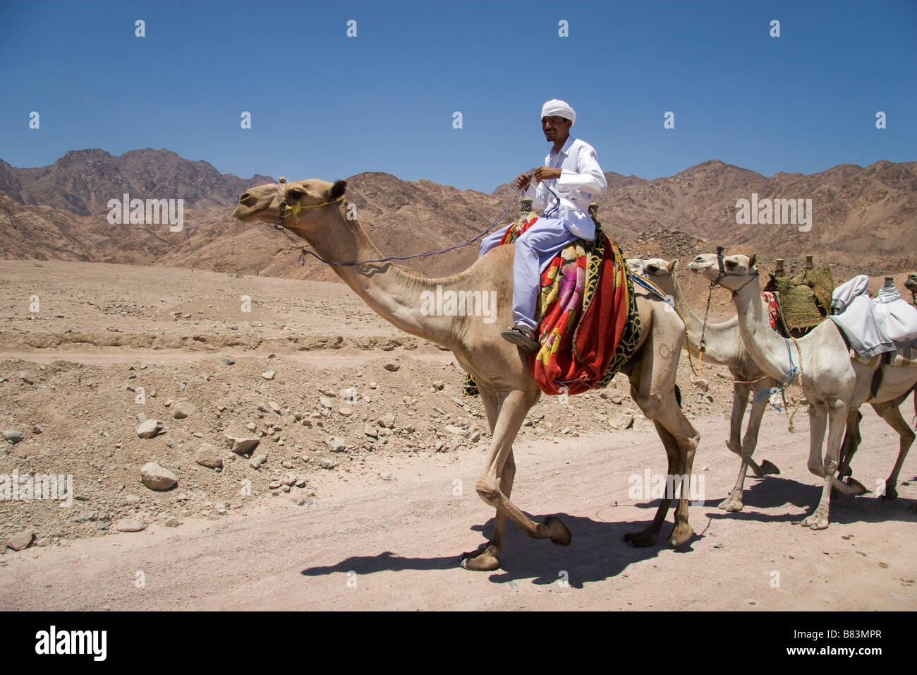Camel puller hi-res stock photography and images - Alamy