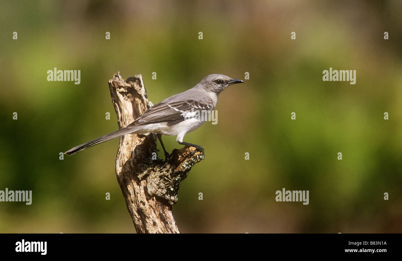 The mocking bird hi-res stock photography and images - Alamy