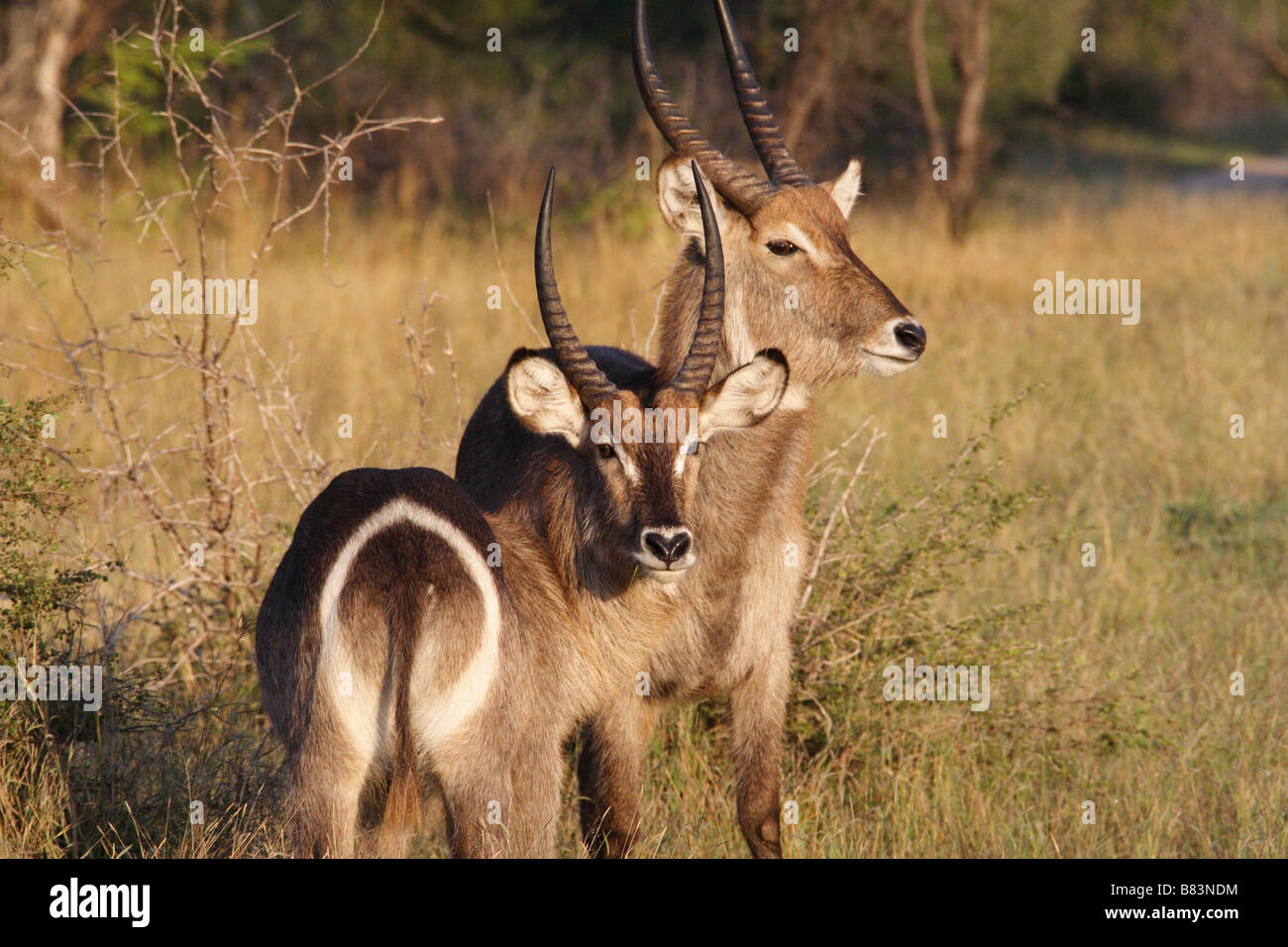 Waterbuck in South Africa Stock Photo - Alamy