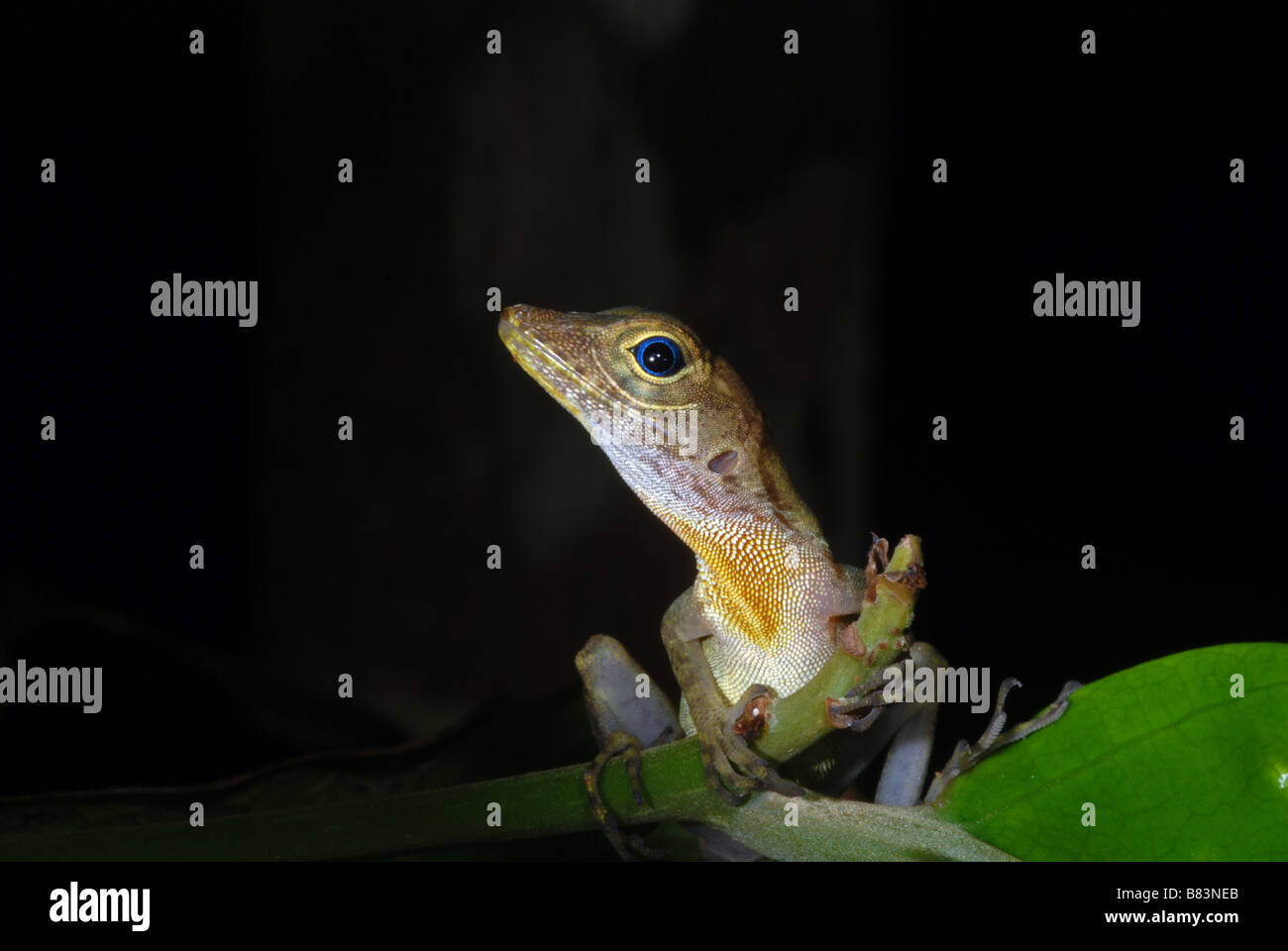 Selva de puerto rico hi-res stock photography and images - Alamy