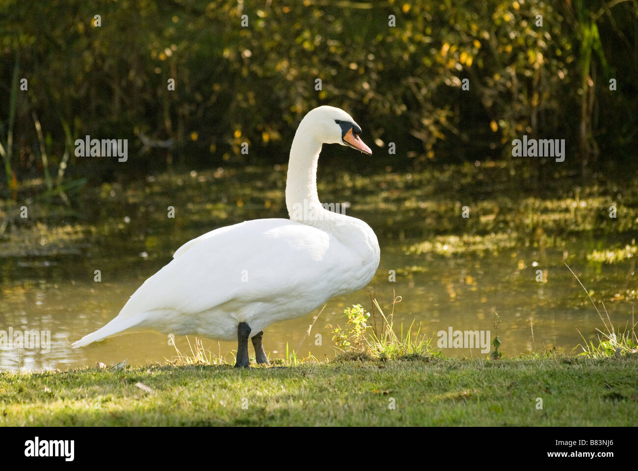 Swan standing hi-res stock photography and images - Alamy