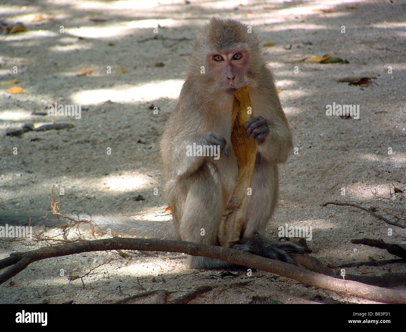 Monkey business 1 Stock Photo - Alamy