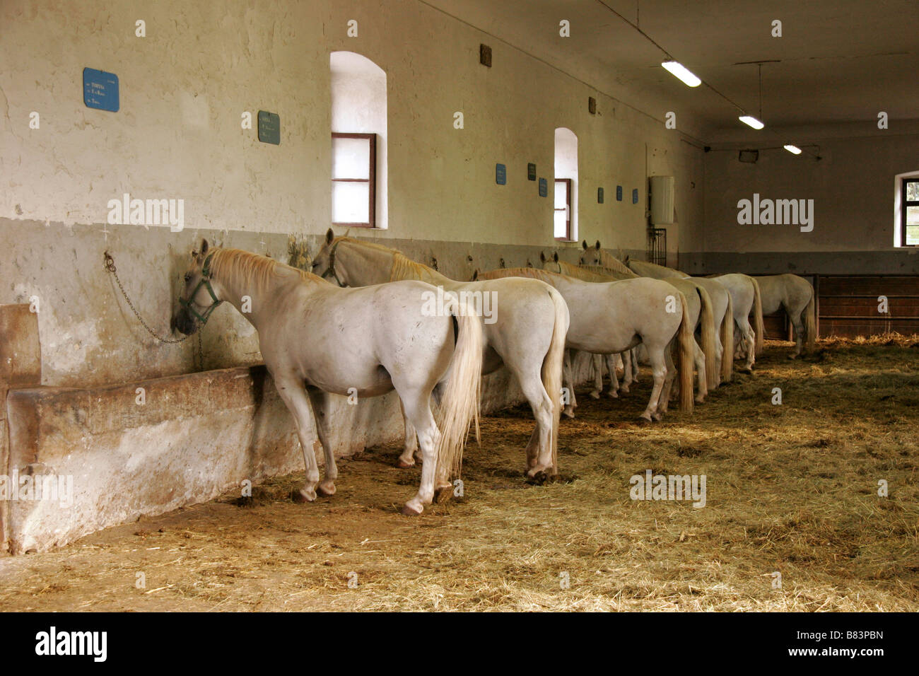 Lipizzaner horses in their stables at the Kobilarna Lipica stud farm in Primorska, Slovenia ...