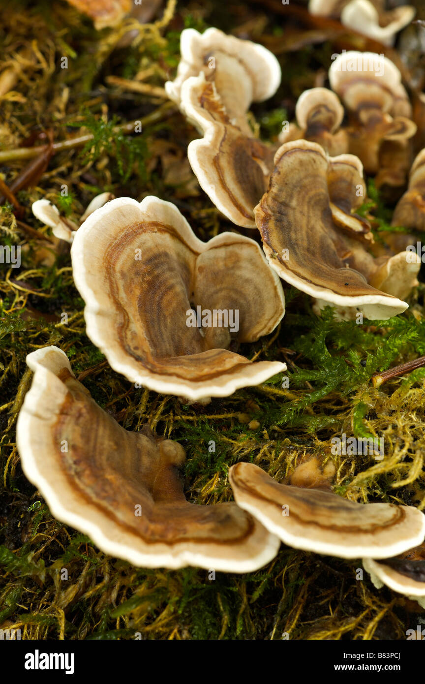 Turkey tail mushroom hi-res stock photography and images - Alamy