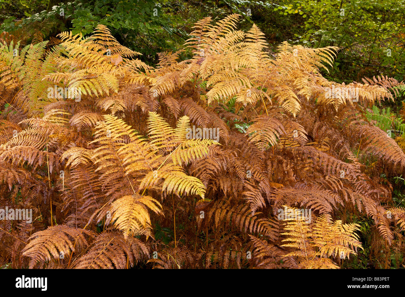Fern in autumn Pays Basque France Stock Photo - Alamy