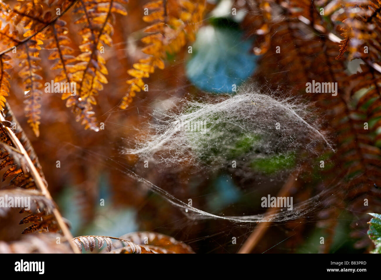 Fern in the summer in the forest hi-res stock photography and images ...