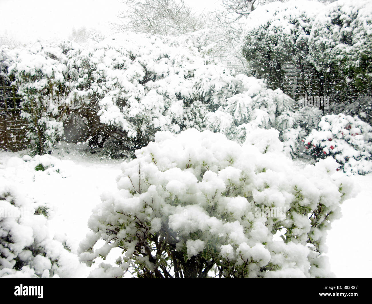 Snow Shrubs Garden High Resolution Stock Photography and Images - Alamy