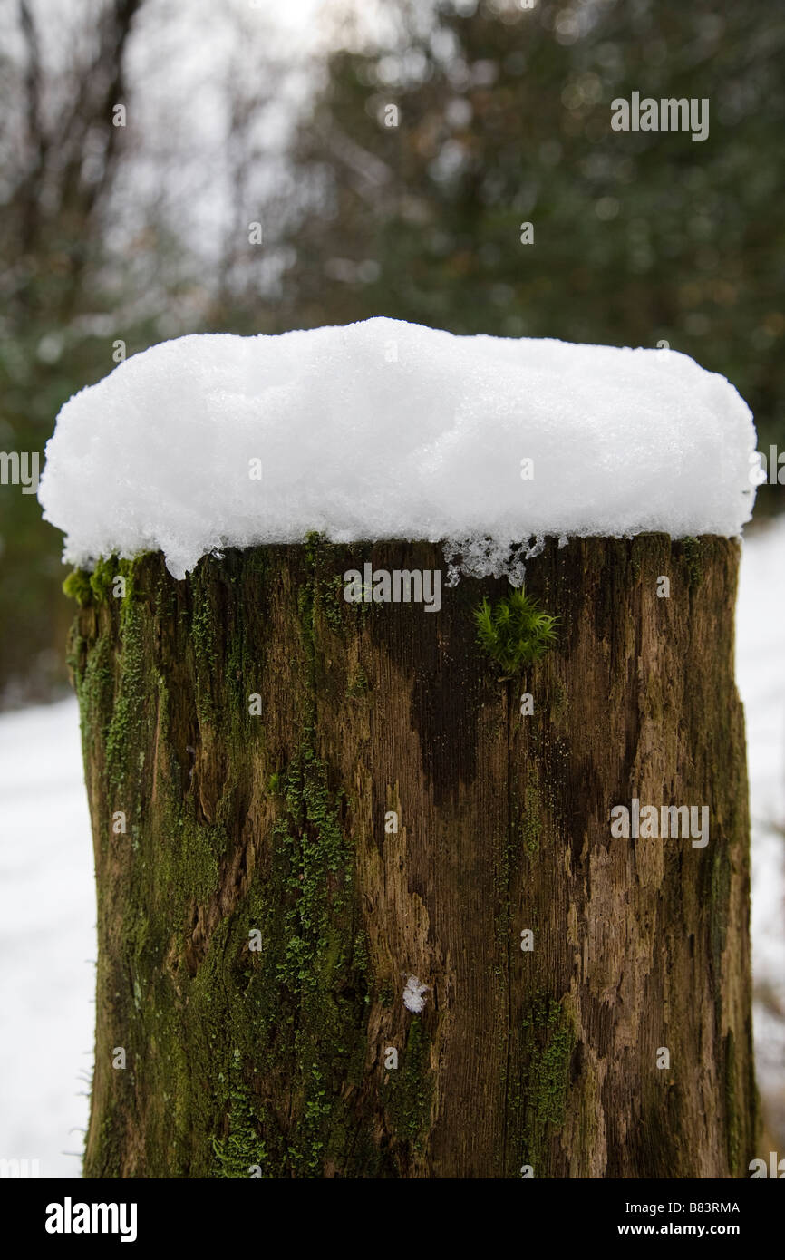 A snow capped wooden post in a woodland, Surrey, England Stock Photo ...