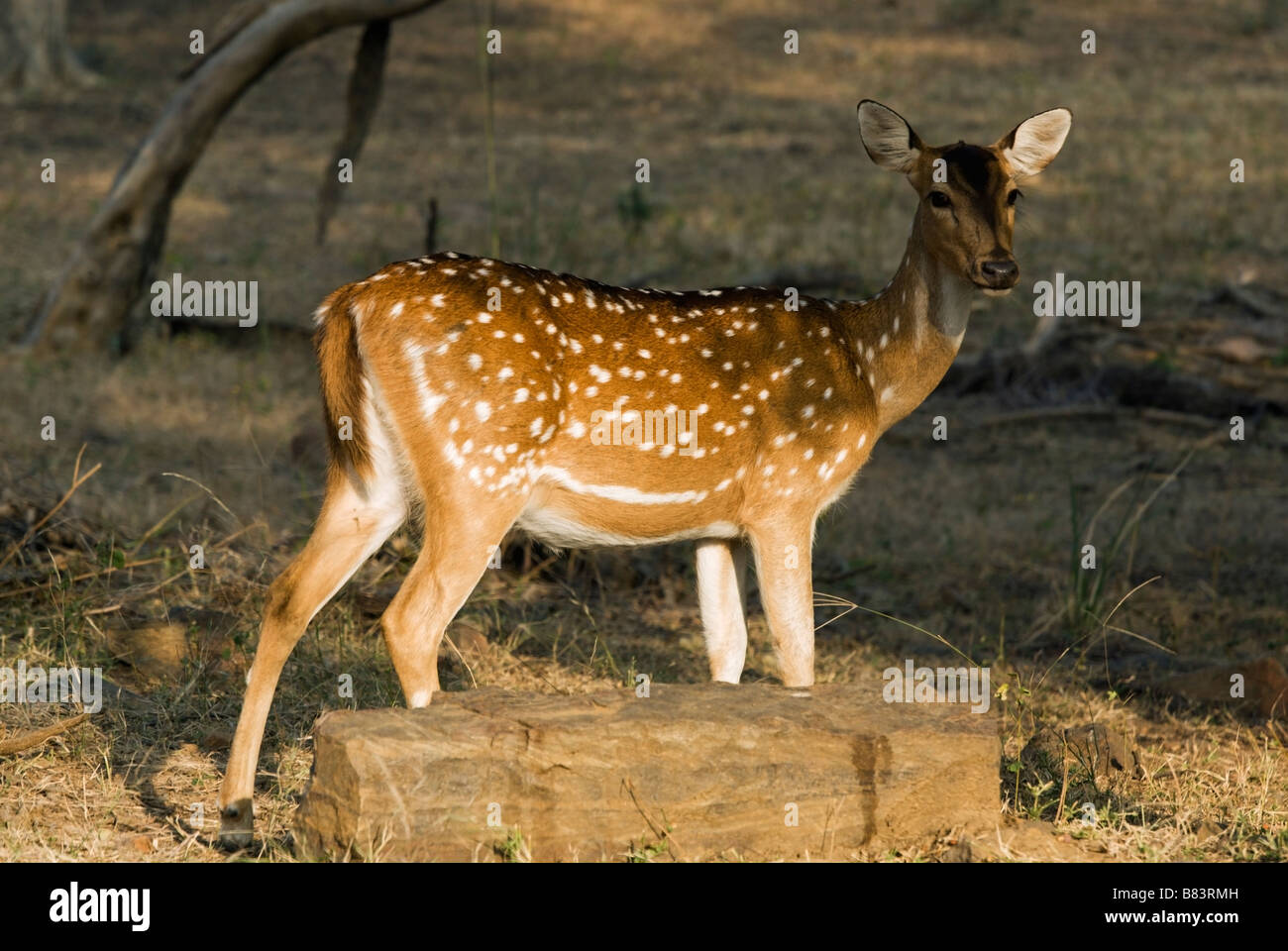 Chittal or spotted deer in Ranthambore National Park in Rajasthan India ...