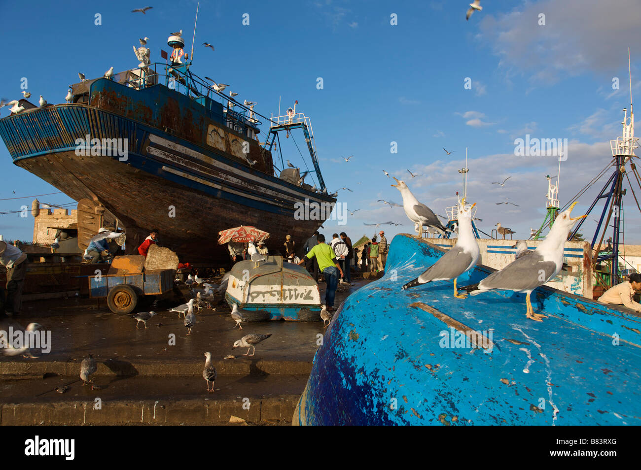 Yellow wing flying fish hi-res stock photography and images - Alamy