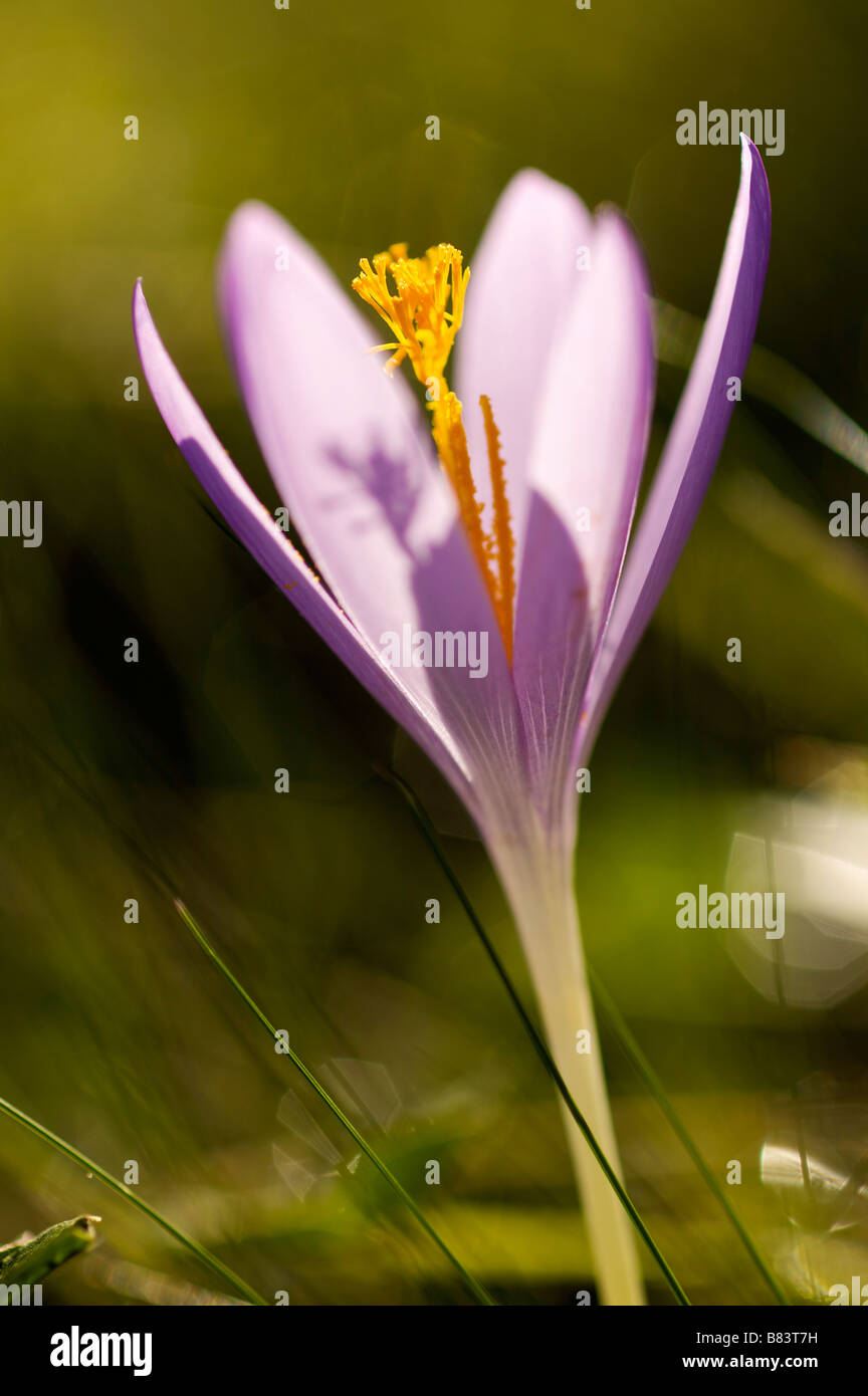 Flower of woodland Crocus sp in autumn Pays basque France Stock Photo ...