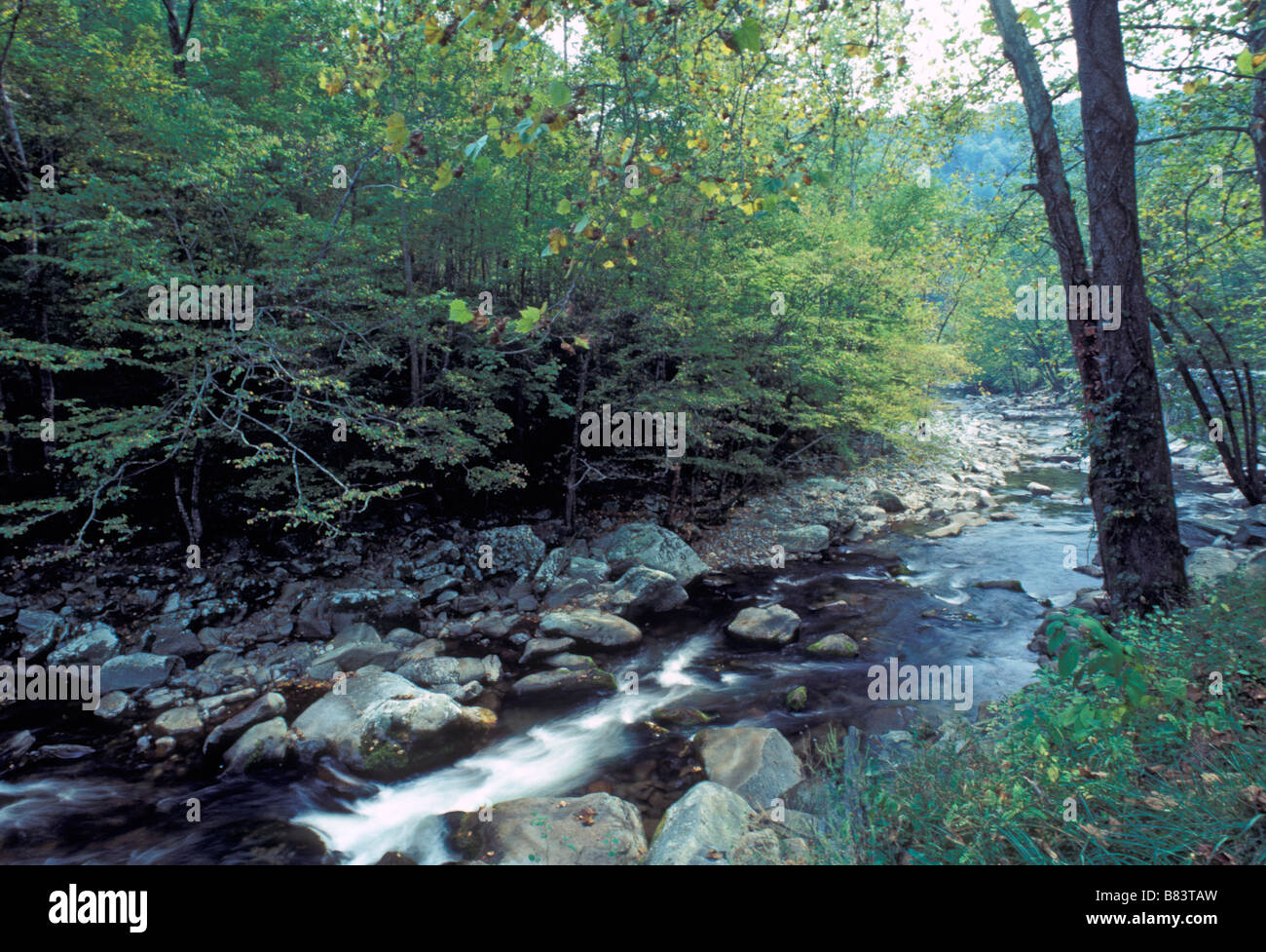 running water in riverbed in forest Stock Photo - Alamy