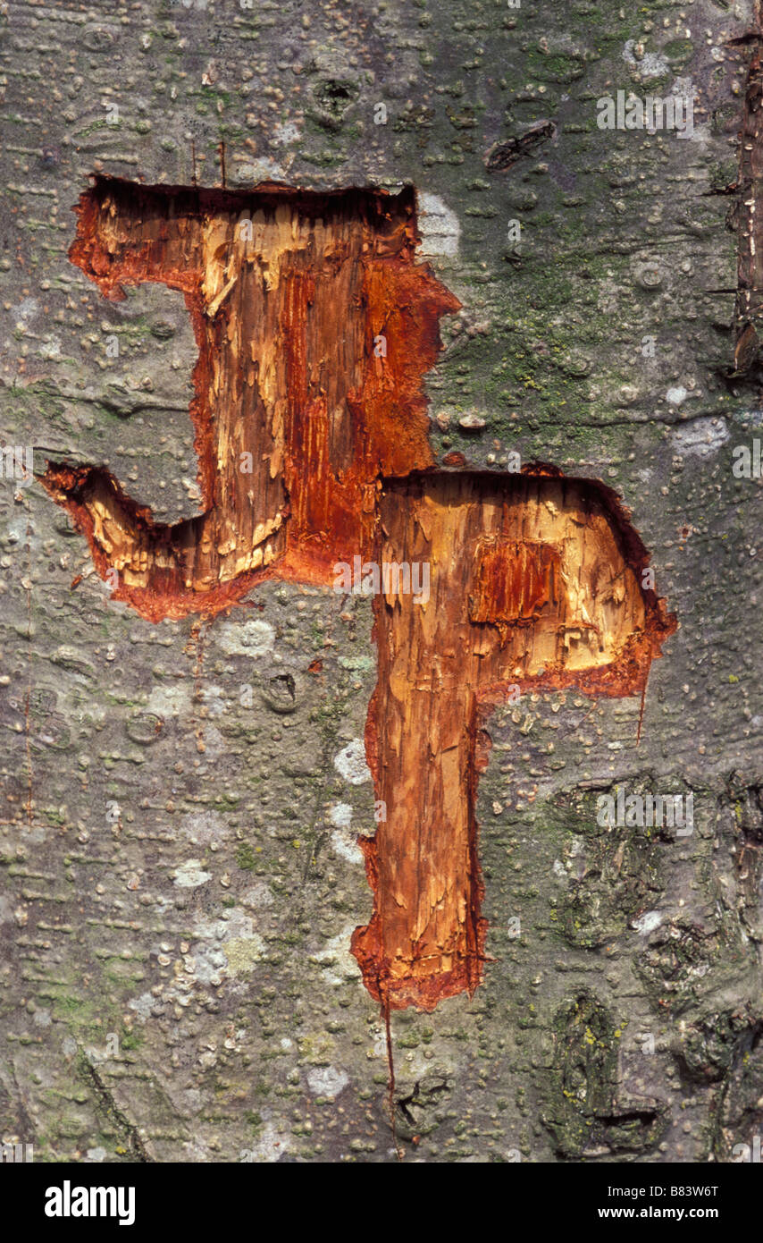 Initials carved tree carving hi-res stock photography and images - Alamy