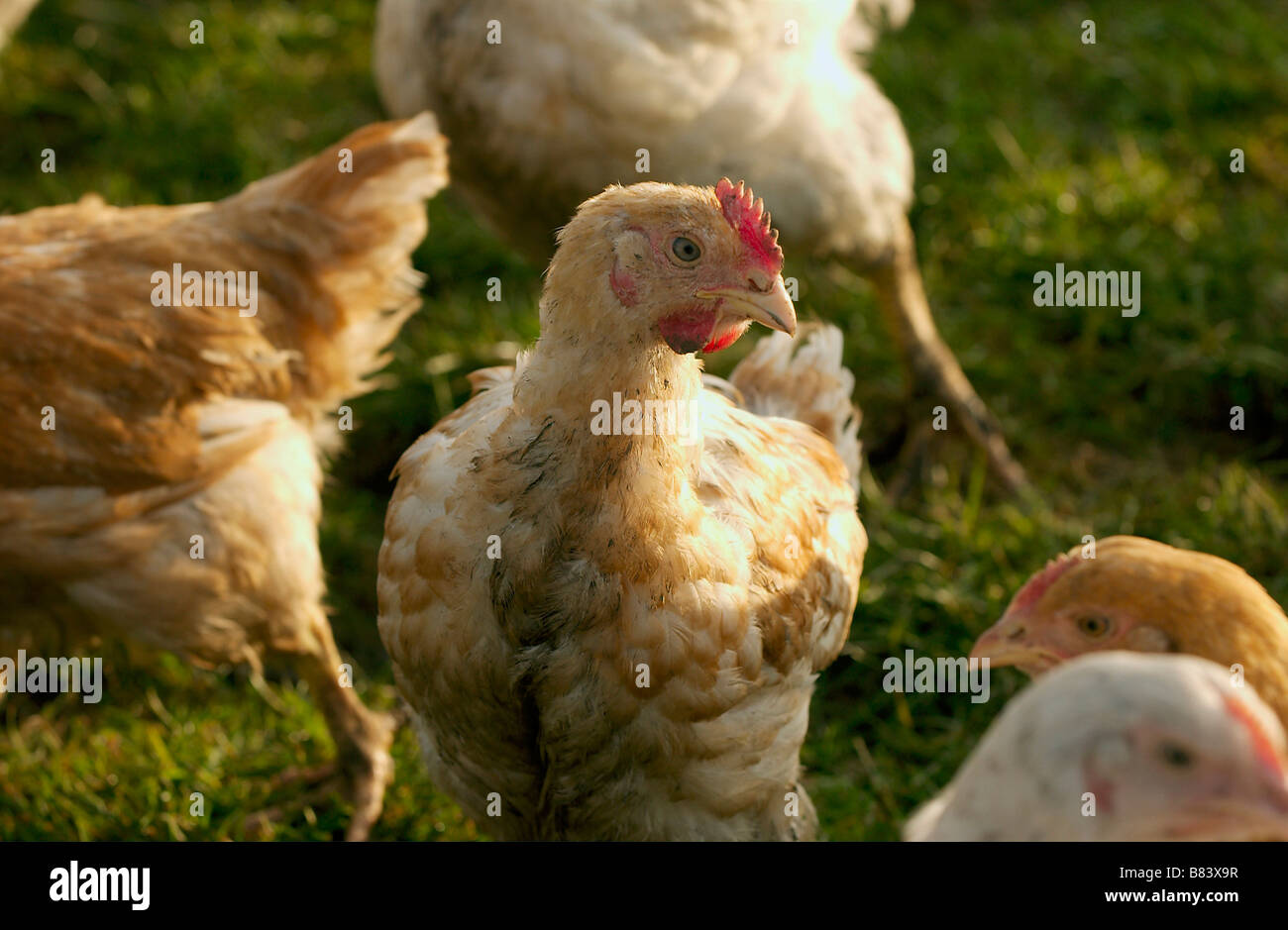 Five chickens hi-res stock photography and images - Alamy