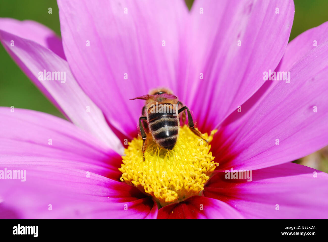 Back of bee hi-res stock photography and images - Alamy