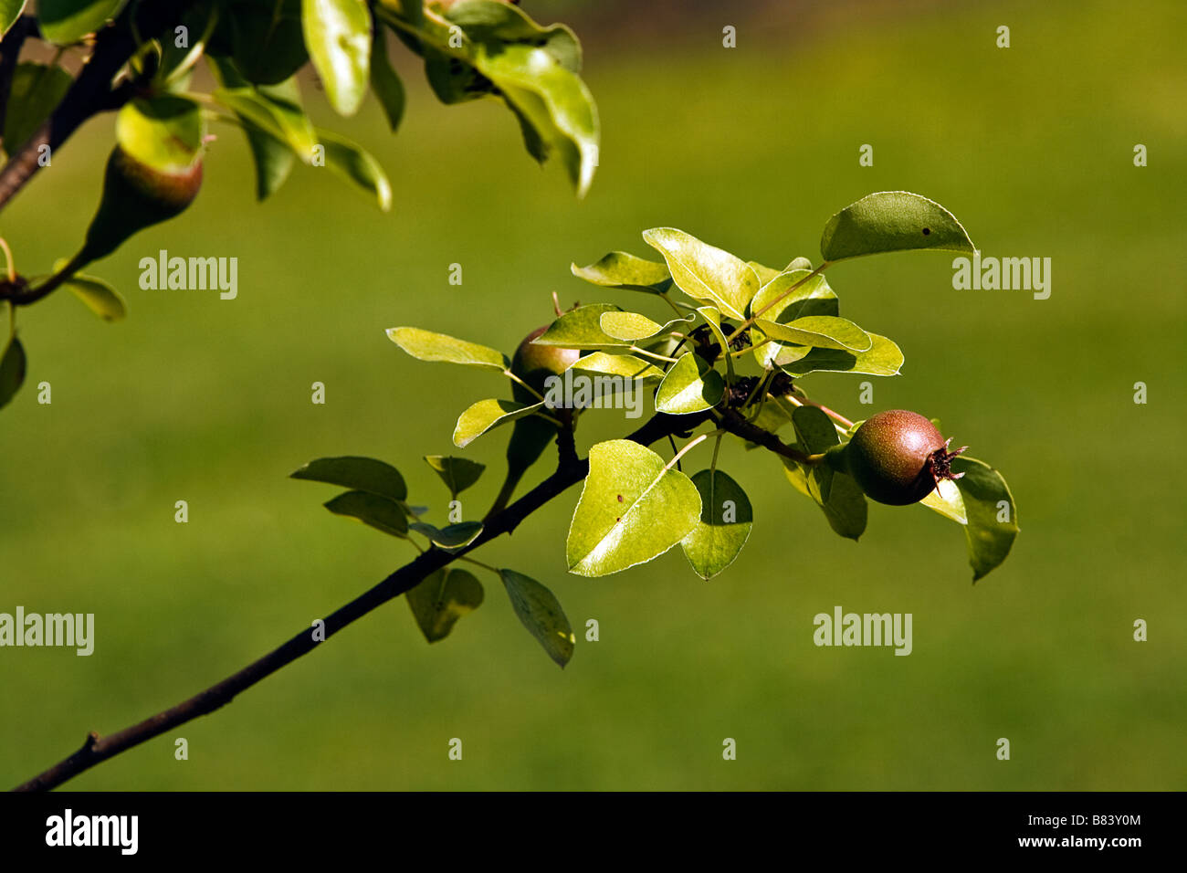 Pear hanging on a tree hi-res stock photography and images - Alamy