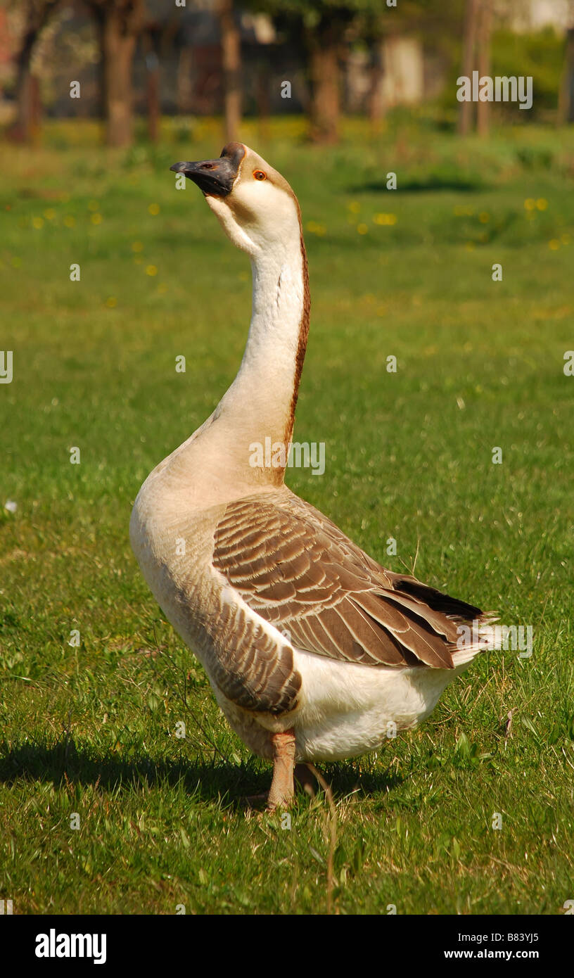 male goose standing proudly on the grass Stock Photo - Alamy
