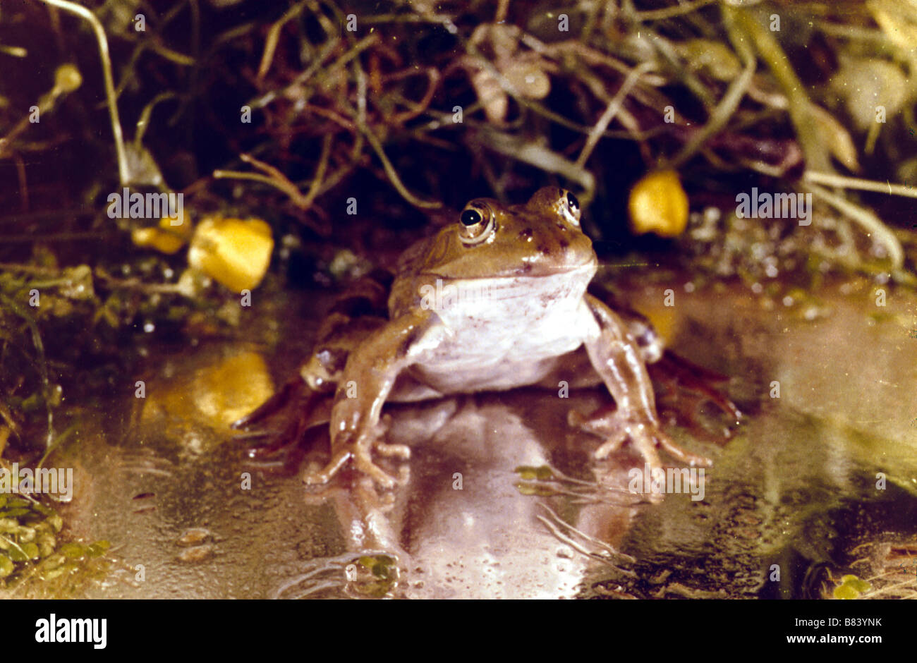 Petit mouton hi-res stock photography and images - Alamy